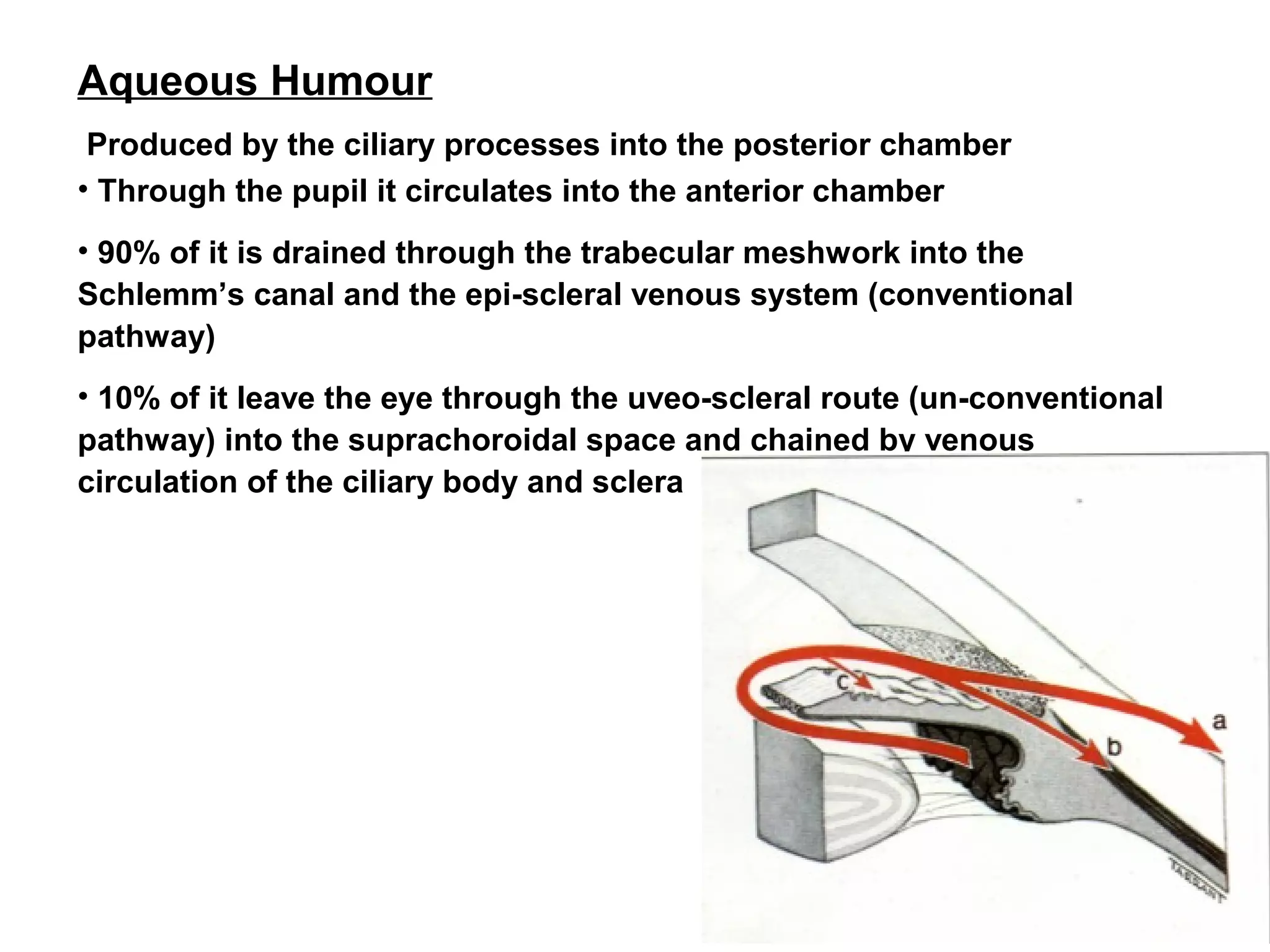 Anatomy of the angle structure (glaucoma) | PPT