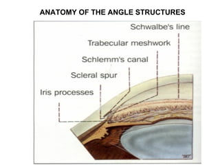 Anatomy of the angle structure (glaucoma) | PPT