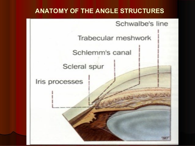 Anatomy of the angle structure (glaucoma)