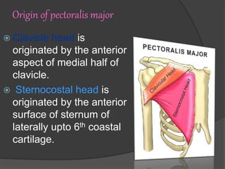 Anatomy.pptx