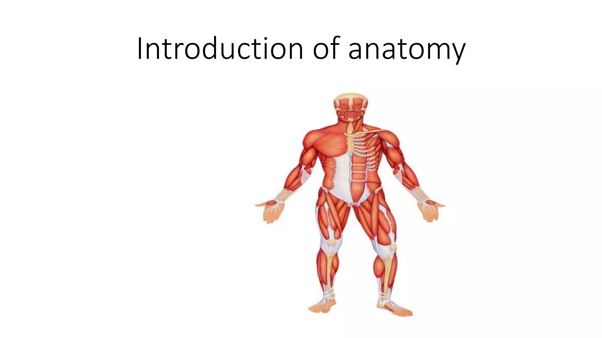 anatomy.pptx