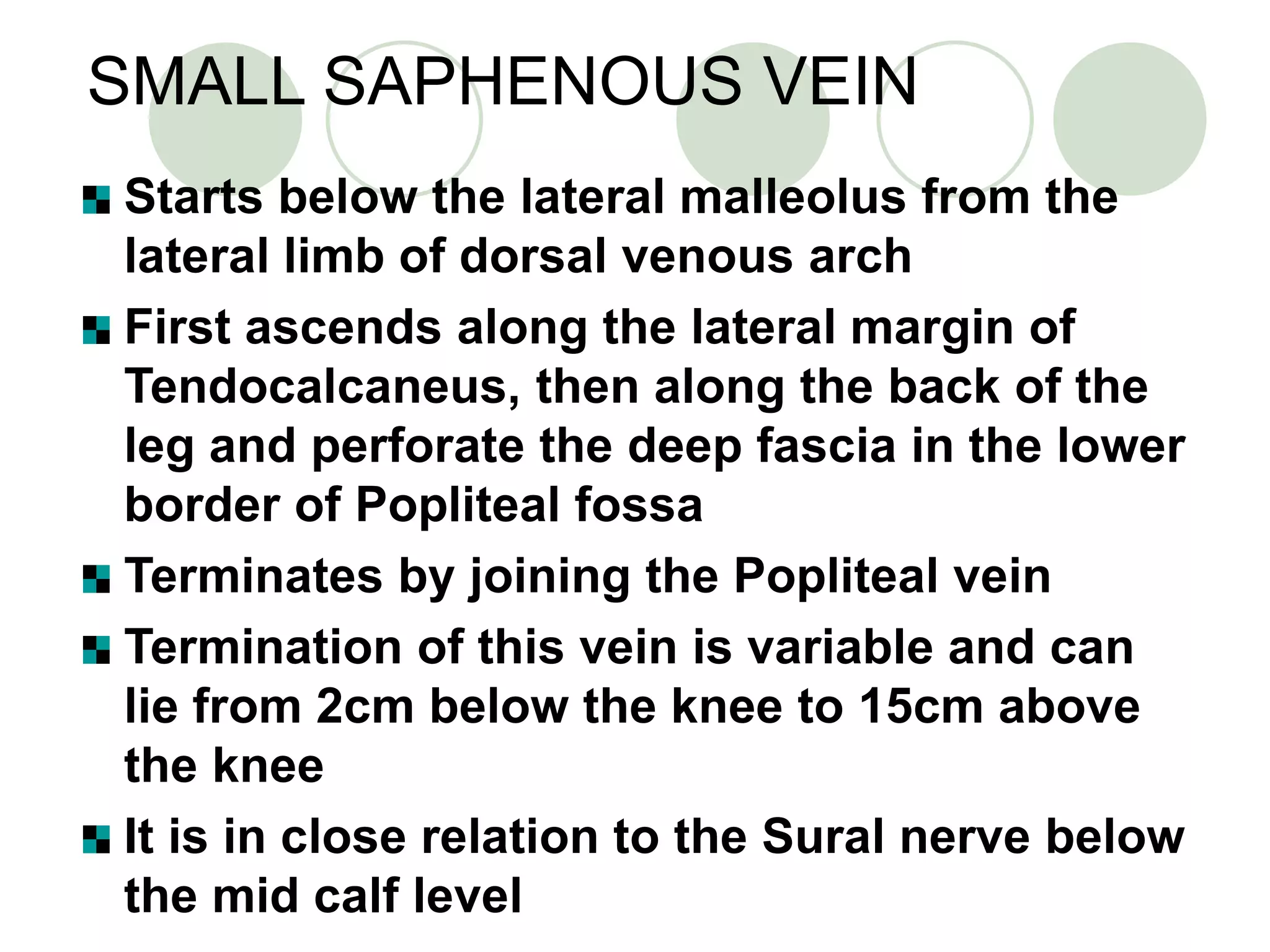 Anatomy of lower limb veins | PPT
