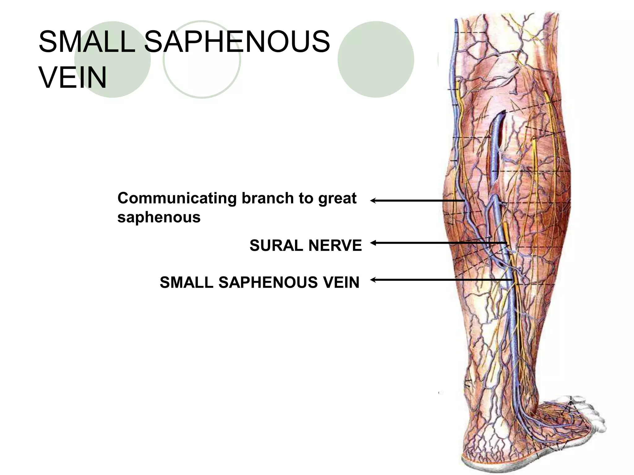 Anatomy of lower limb veins | PPT