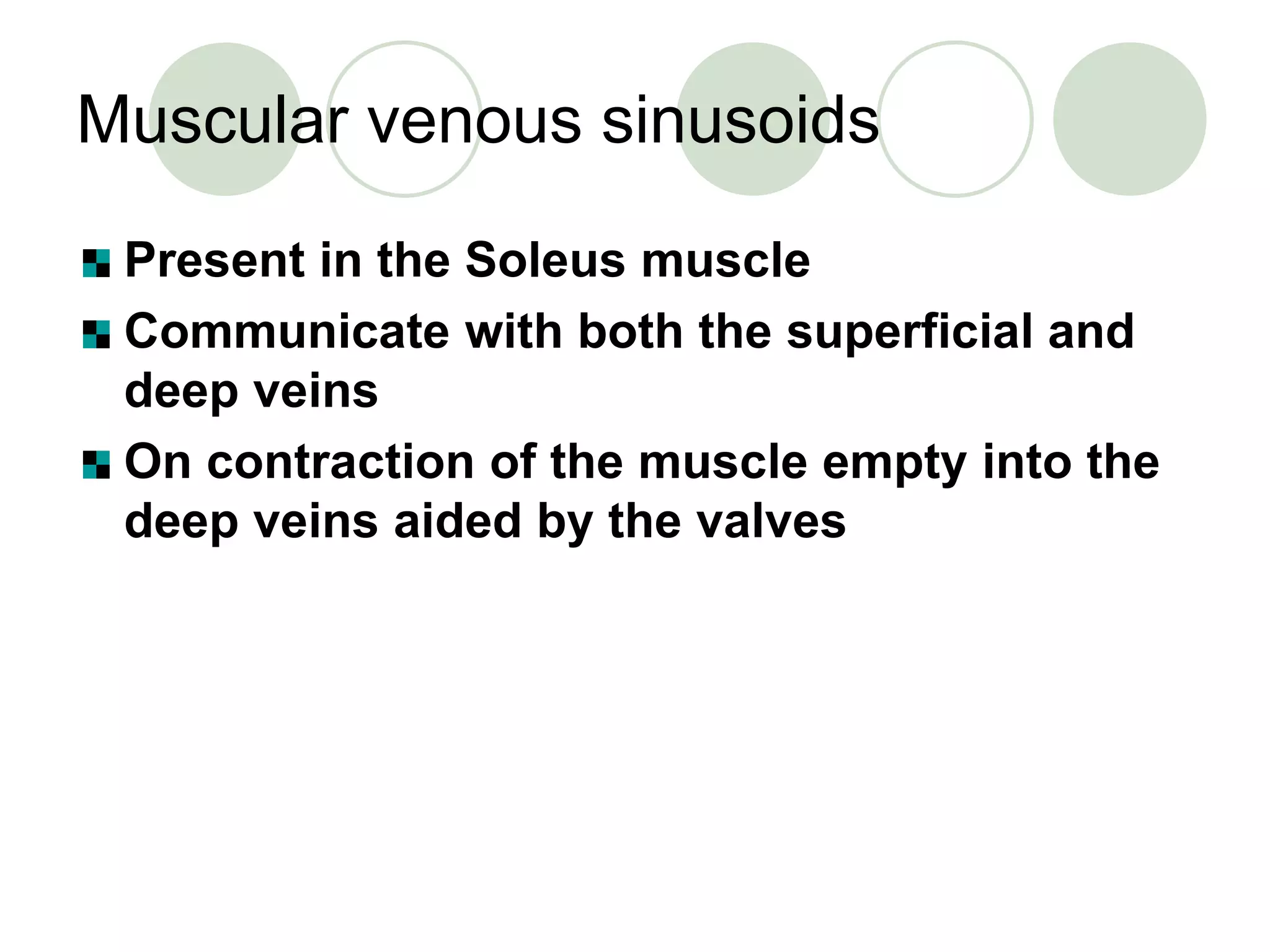 Anatomy of lower limb veins | PPT