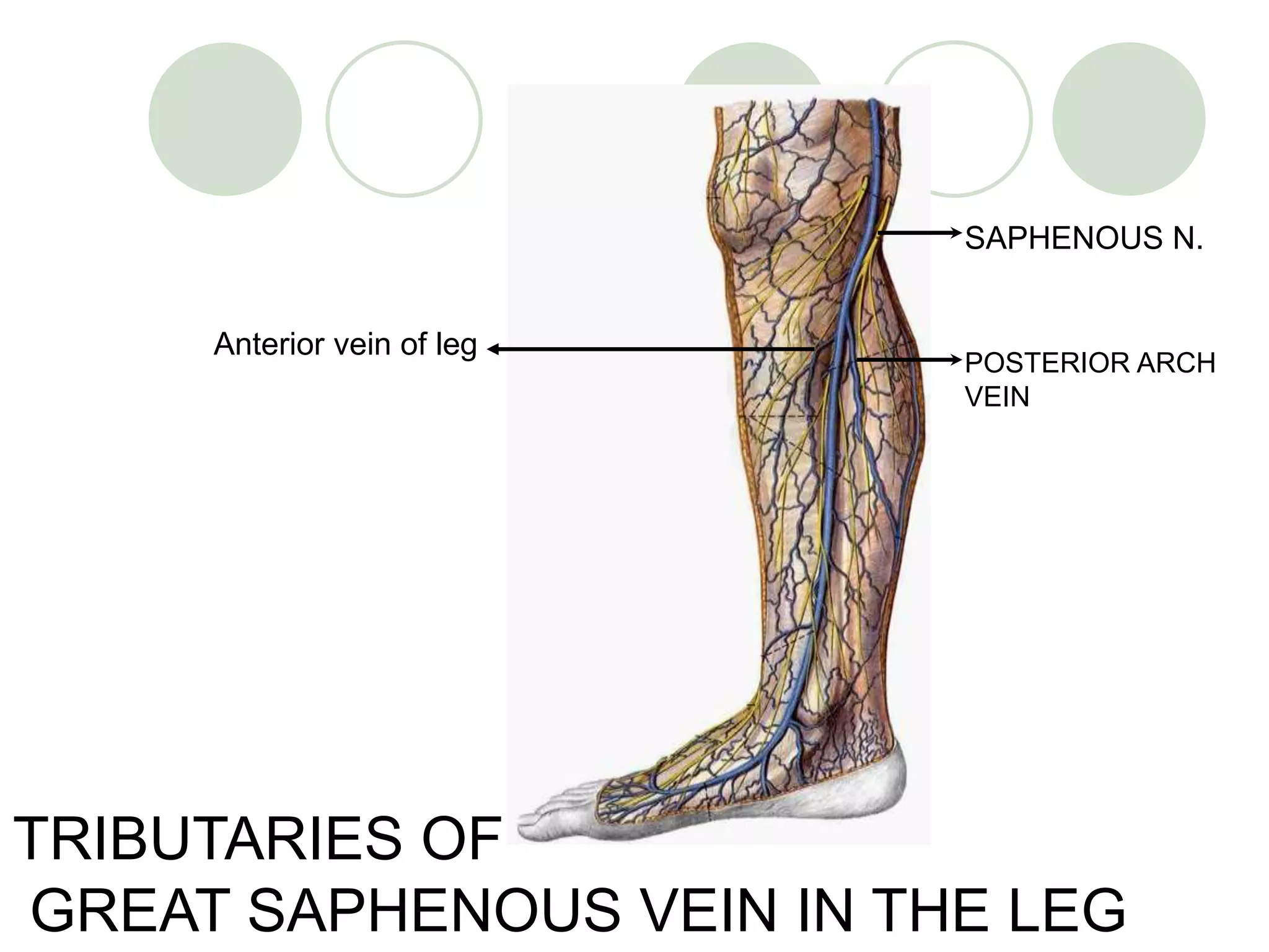 Anatomy of lower limb veins | PPT | Death, Injury, or Military Conflict ...