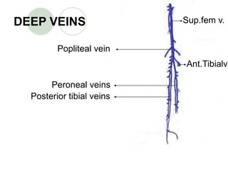 Anatomy of lower limb veins | PPT