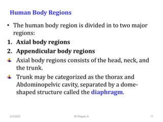 Introduction to human anatomy | PPTX