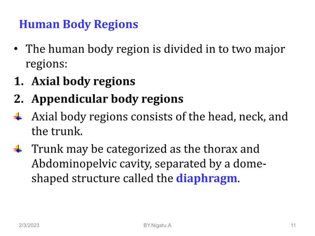 Introduction to human anatomy | PPT
