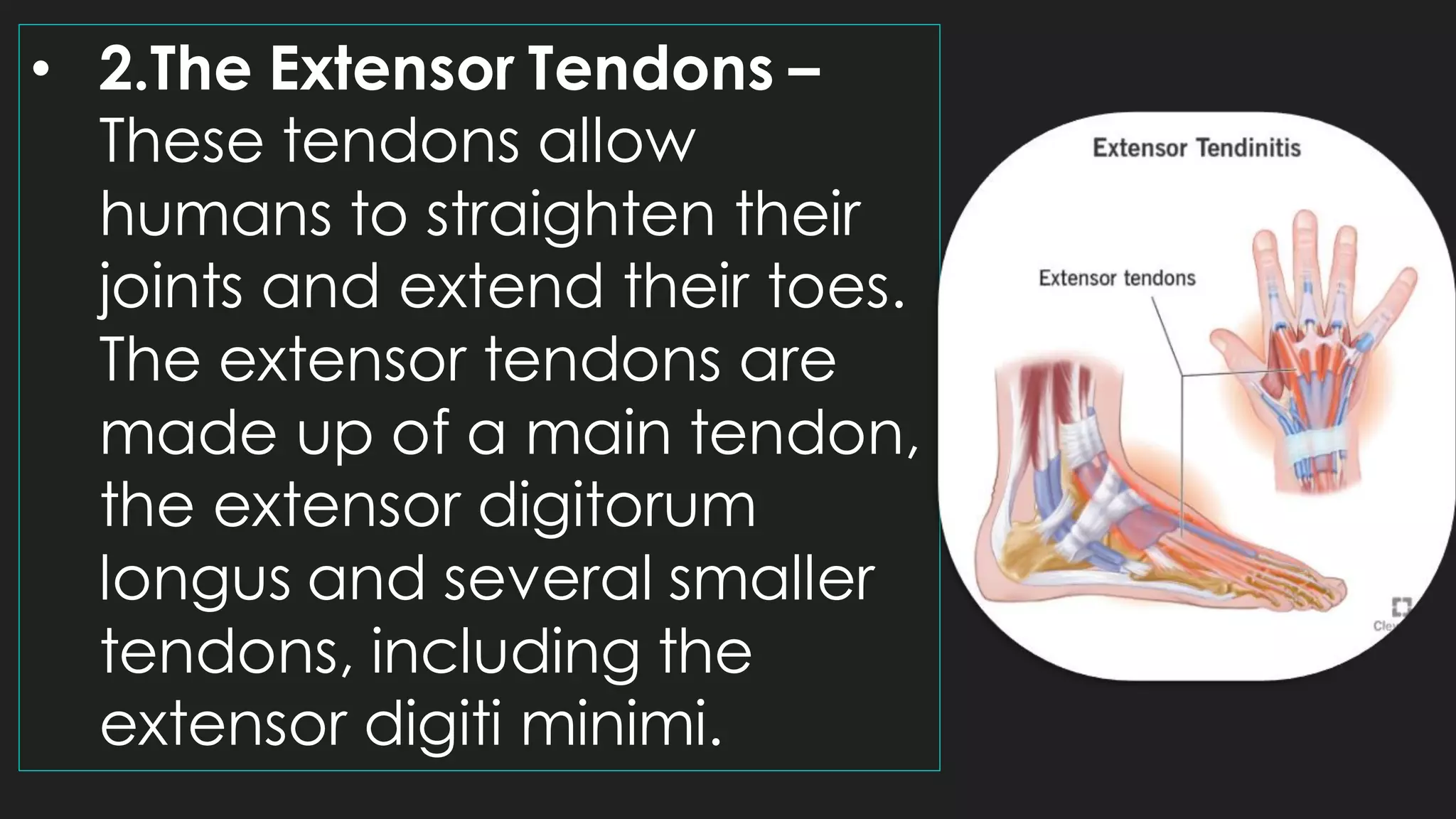 Anatomy Tendons .pdf