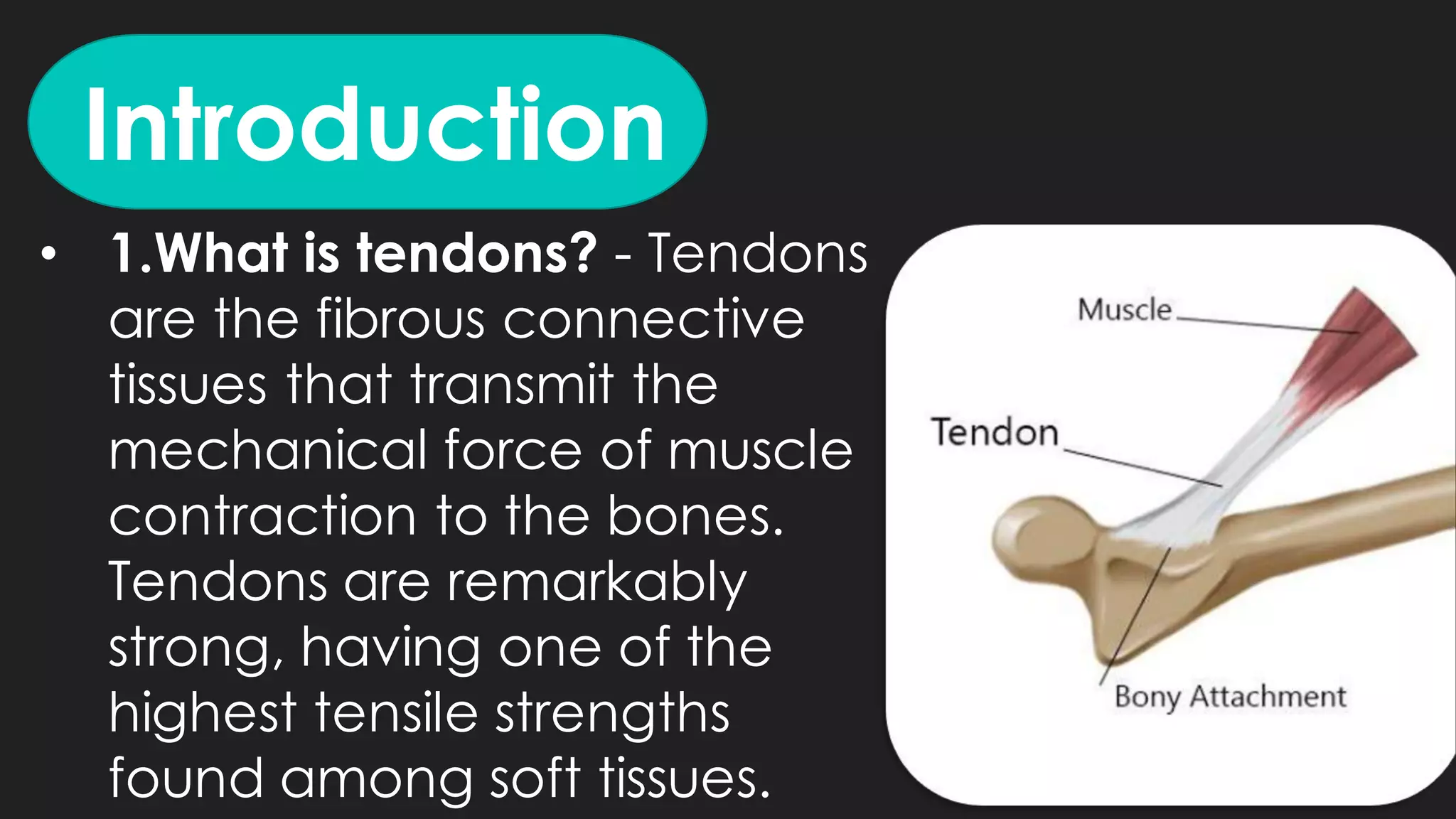 Anatomy Tendons .pdf