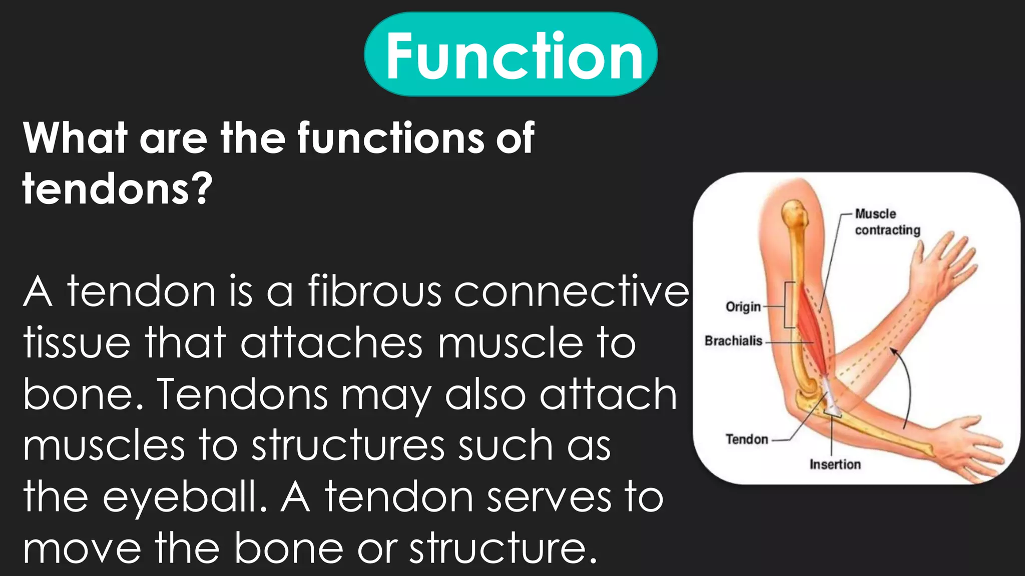Anatomy Tendons .pdf
