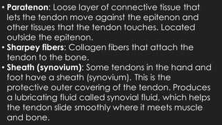 Anatomy Tendons .pdf