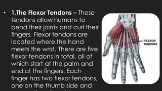 Anatomy Tendons .pdf