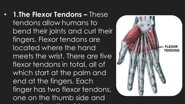 Anatomy Tendons .pdf | Brain and Nervous System Disorders | Diseases ...