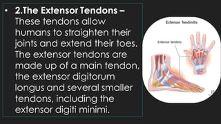 Anatomy Tendons .pdf