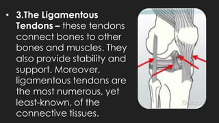 Anatomy Tendons .pdf