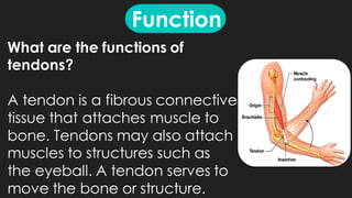 Anatomy Tendons .pdf