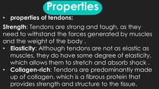 Anatomy Tendons .pdf