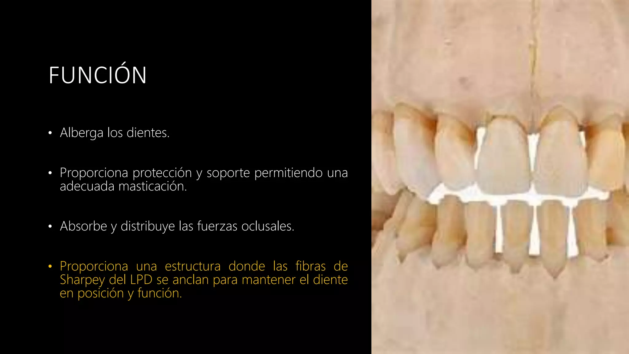 ANATOMIA PERIODONTAL.pptx
