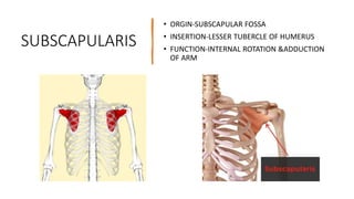 Anatomy .pptx | Free Download