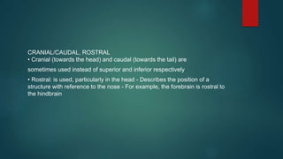 INTRODUCTION TO ANATOMY AND PHYSIOLOGY PPT | PPT