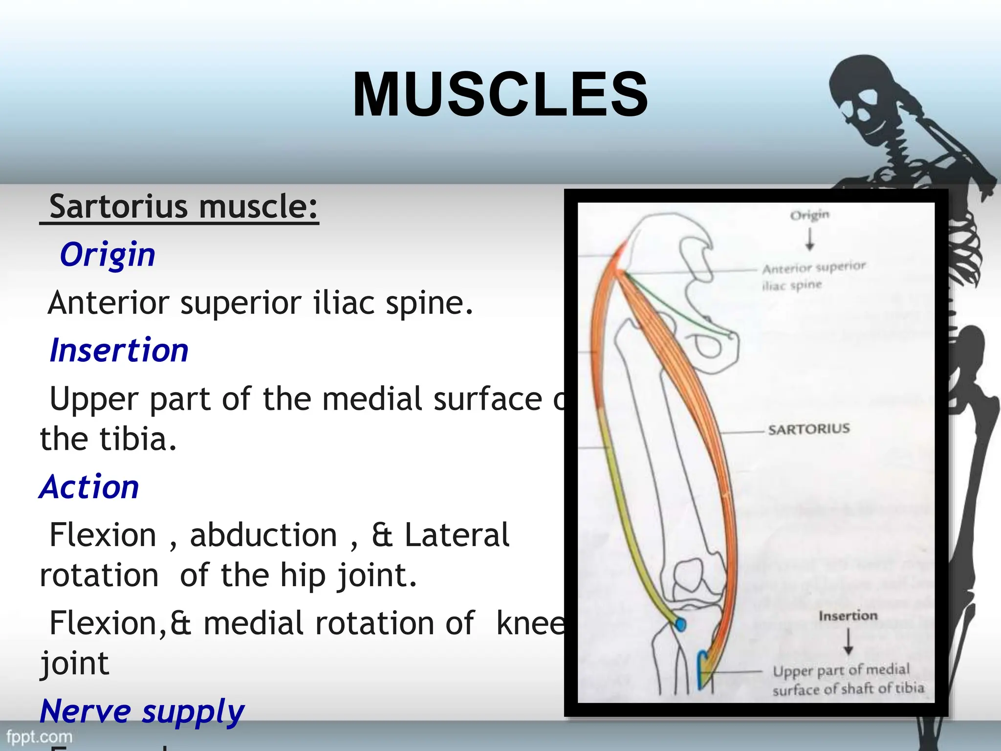 ANATOMY FRONT OF THIGH LOWER LIMB .pptx