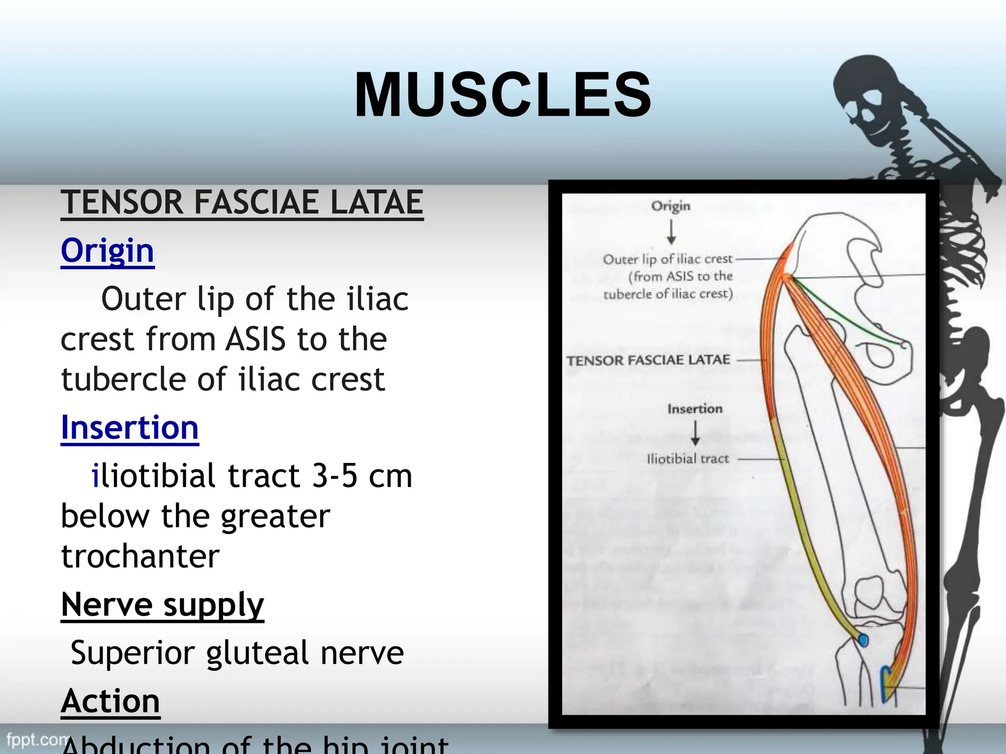 ANATOMY FRONT OF THIGH LOWER LIMB .pptx