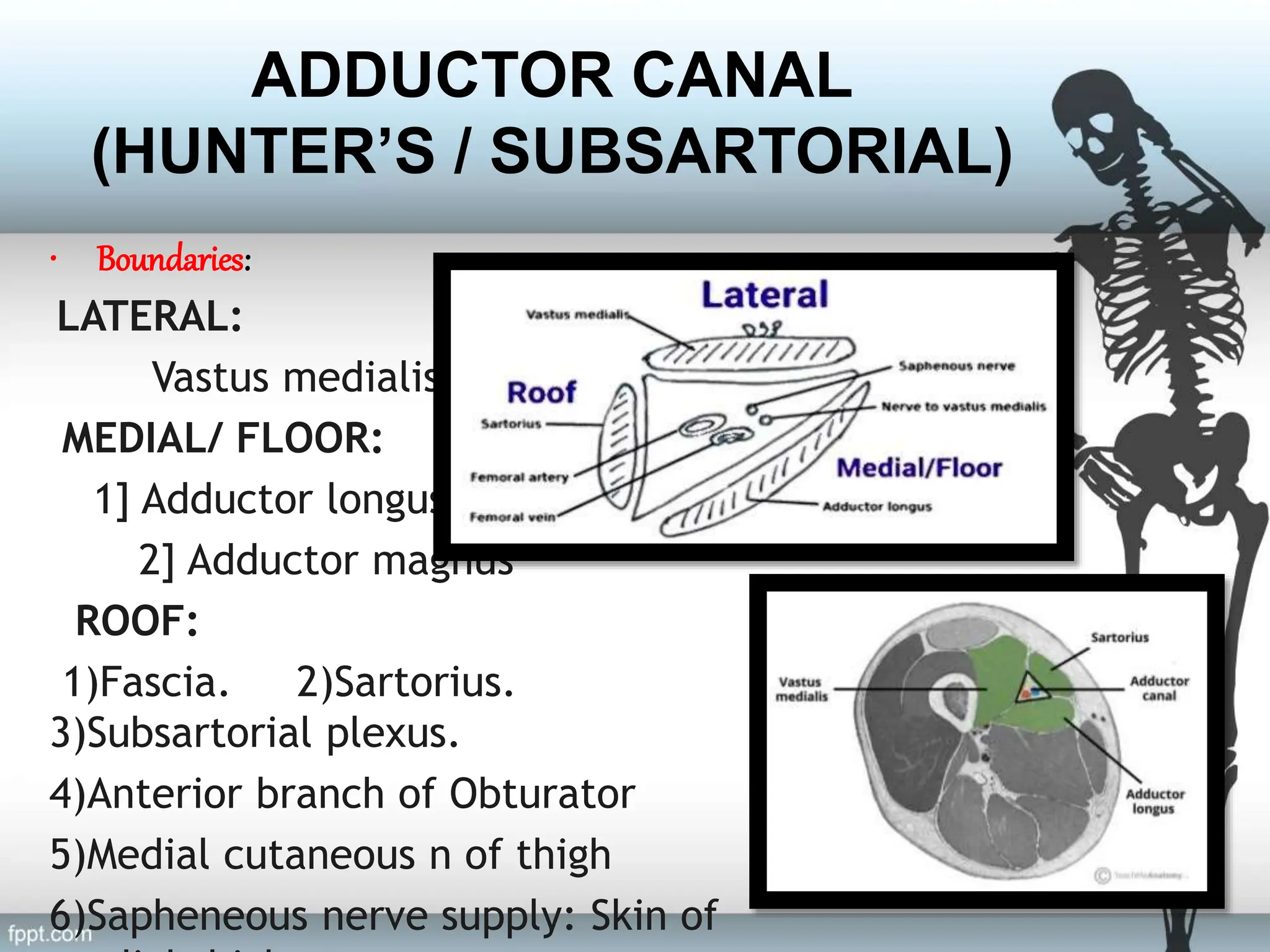 ANATOMY FRONT OF THIGH LOWER LIMB .pptx