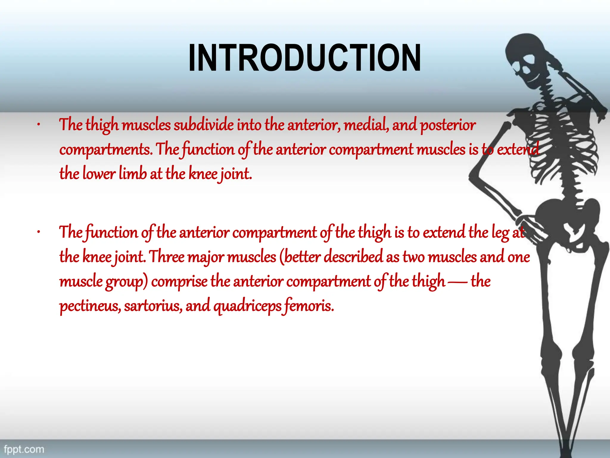 ANATOMY FRONT OF THIGH LOWER LIMB .pptx