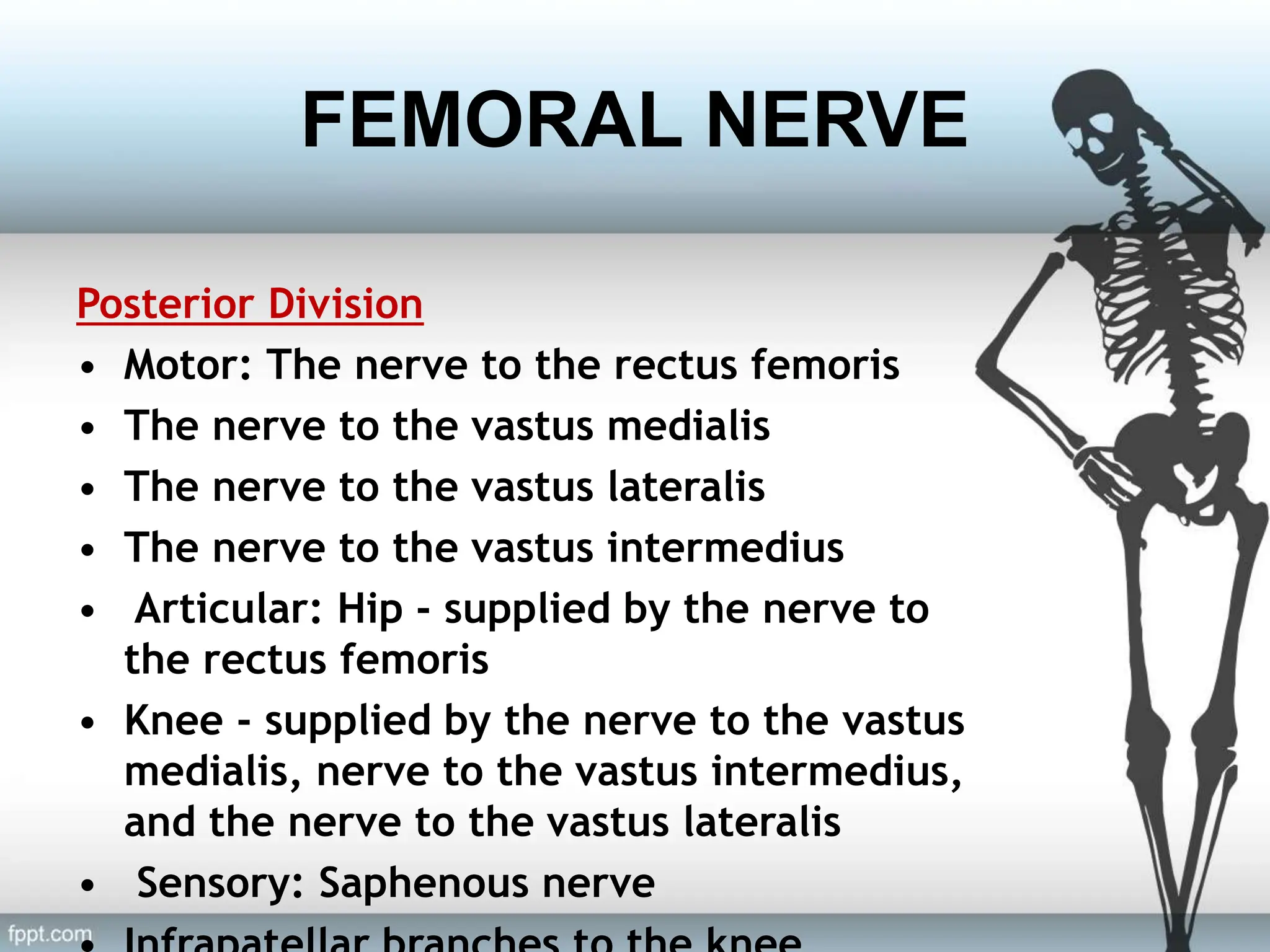 ANATOMY FRONT OF THIGH LOWER LIMB .pptx