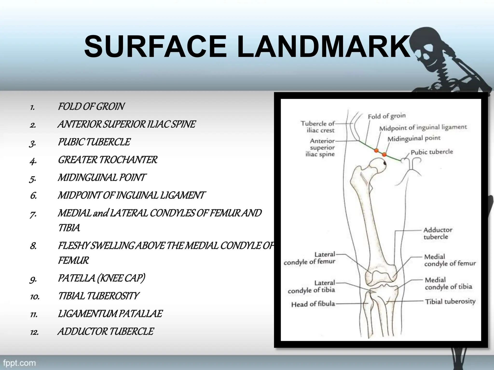 ANATOMY FRONT OF THIGH LOWER LIMB .pptx