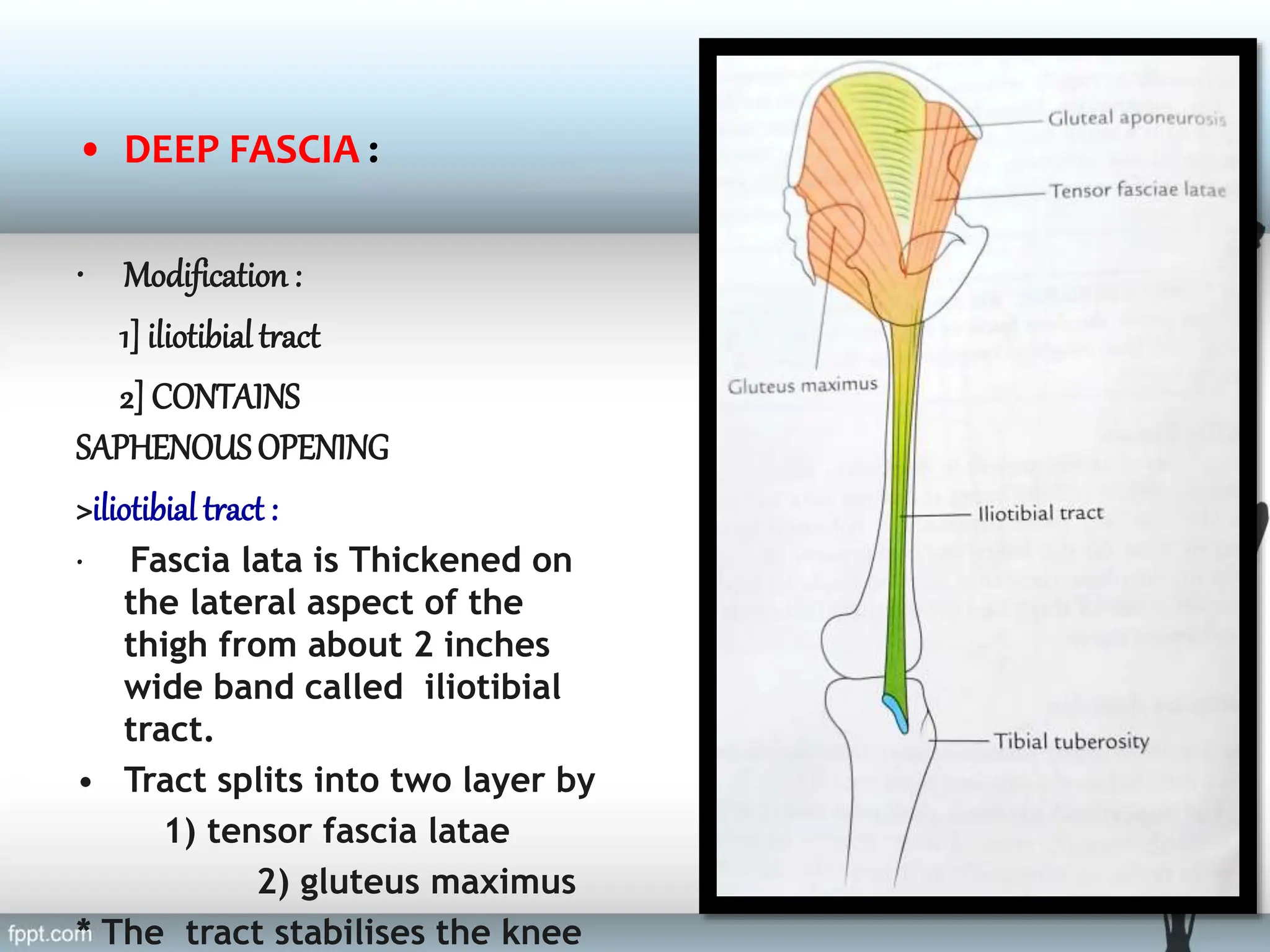 ANATOMY FRONT OF THIGH LOWER LIMB .pptx