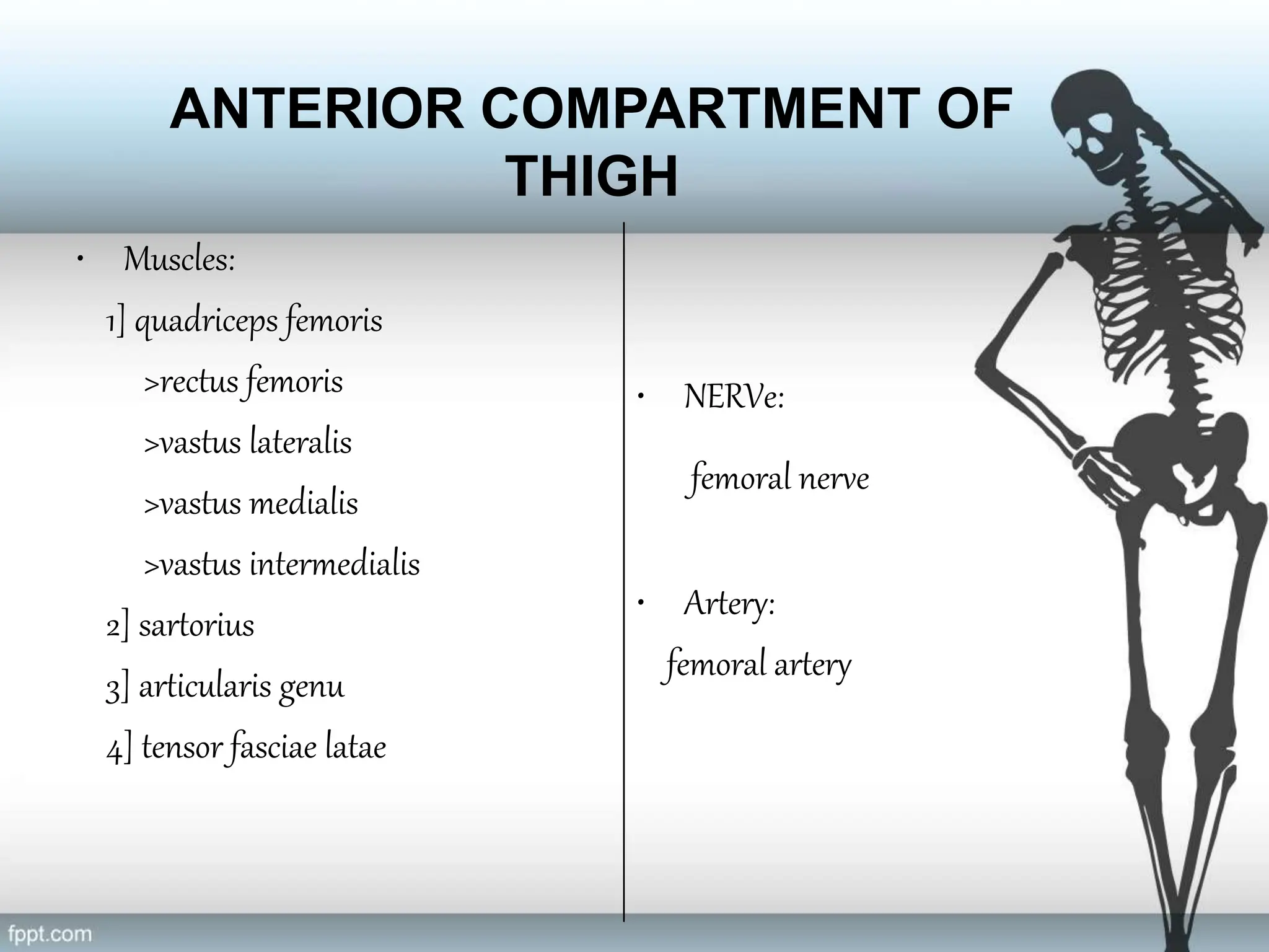 ANATOMY FRONT OF THIGH LOWER LIMB .pptx