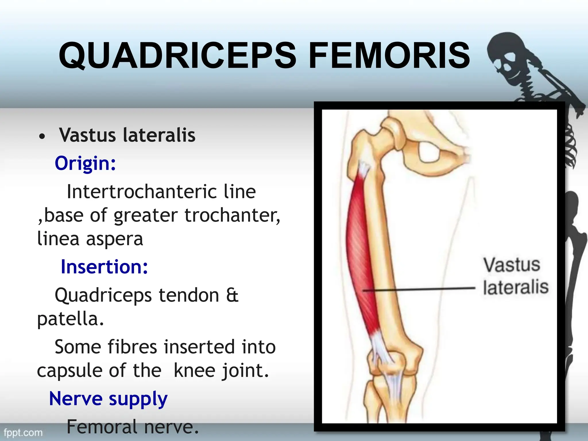 ANATOMY FRONT OF THIGH LOWER LIMB .pptx
