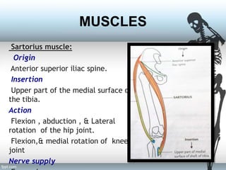ANATOMY FRONT OF THIGH LOWER LIMB .pptx