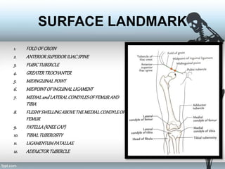 ANATOMY FRONT OF THIGH LOWER LIMB .pptx