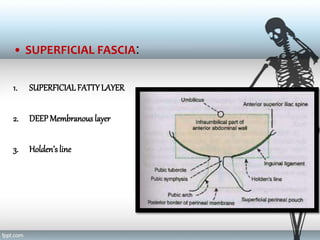 ANATOMY FRONT OF THIGH LOWER LIMB .pptx