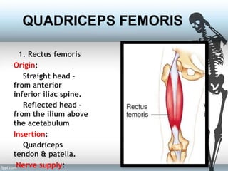 ANATOMY FRONT OF THIGH LOWER LIMB .pptx