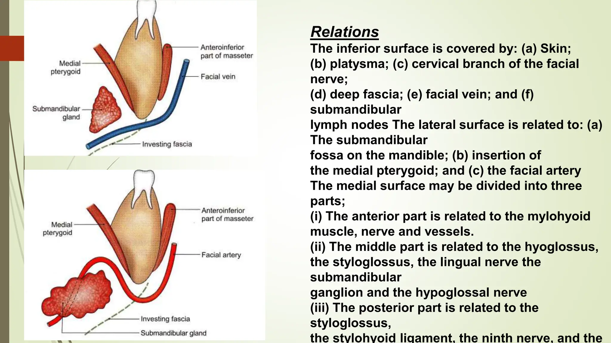 anatomy of submandibular region peresentation | PPTX