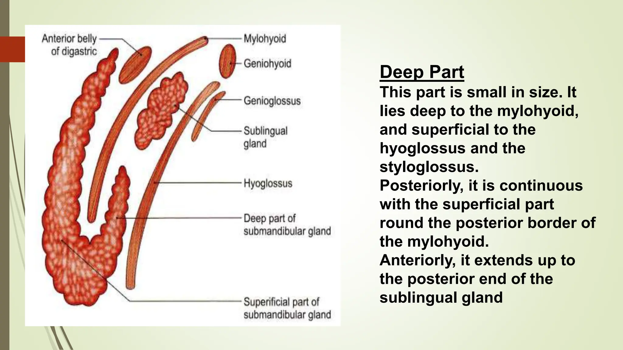anatomy of submandibular region peresentation | PPTX