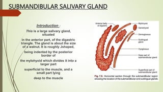 anatomy of submandibular region peresentation | PPTX