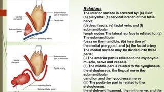 anatomy of submandibular region peresentation | PPTX