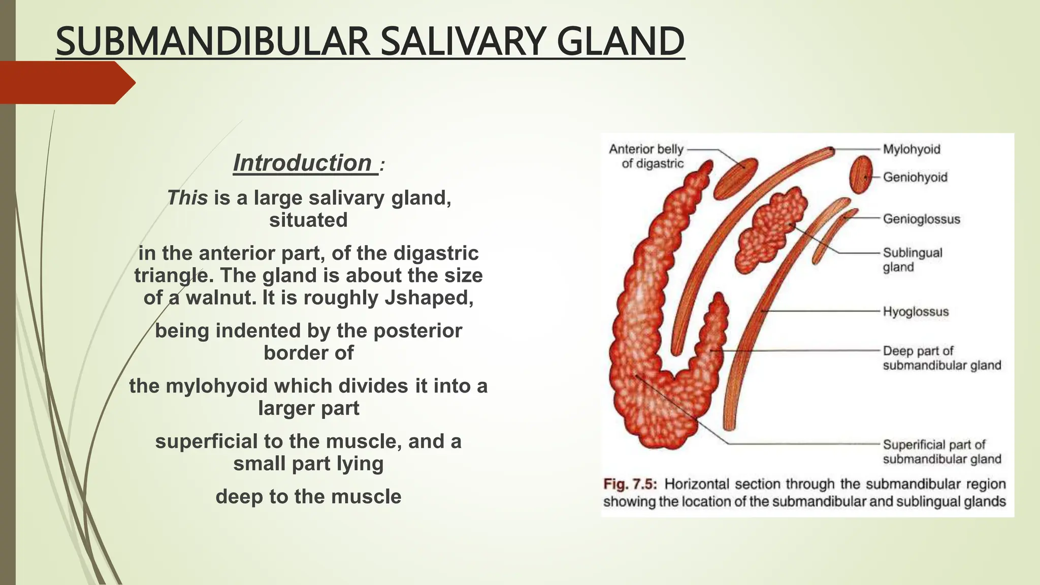anatomy of submandibular region presentation | PPTX