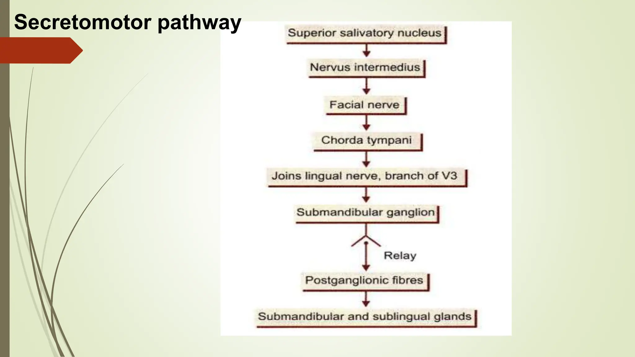 anatomy of submandibular region presentation | PPTX