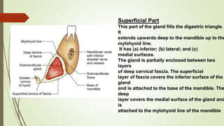 anatomy of submandibular region presentation | PPTX