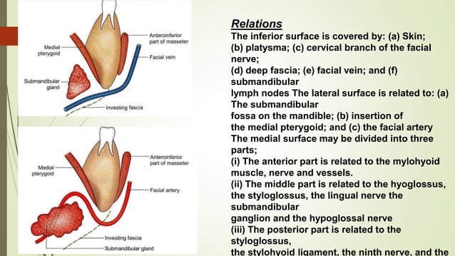 anatomy of submandibular region presentation | PPTX