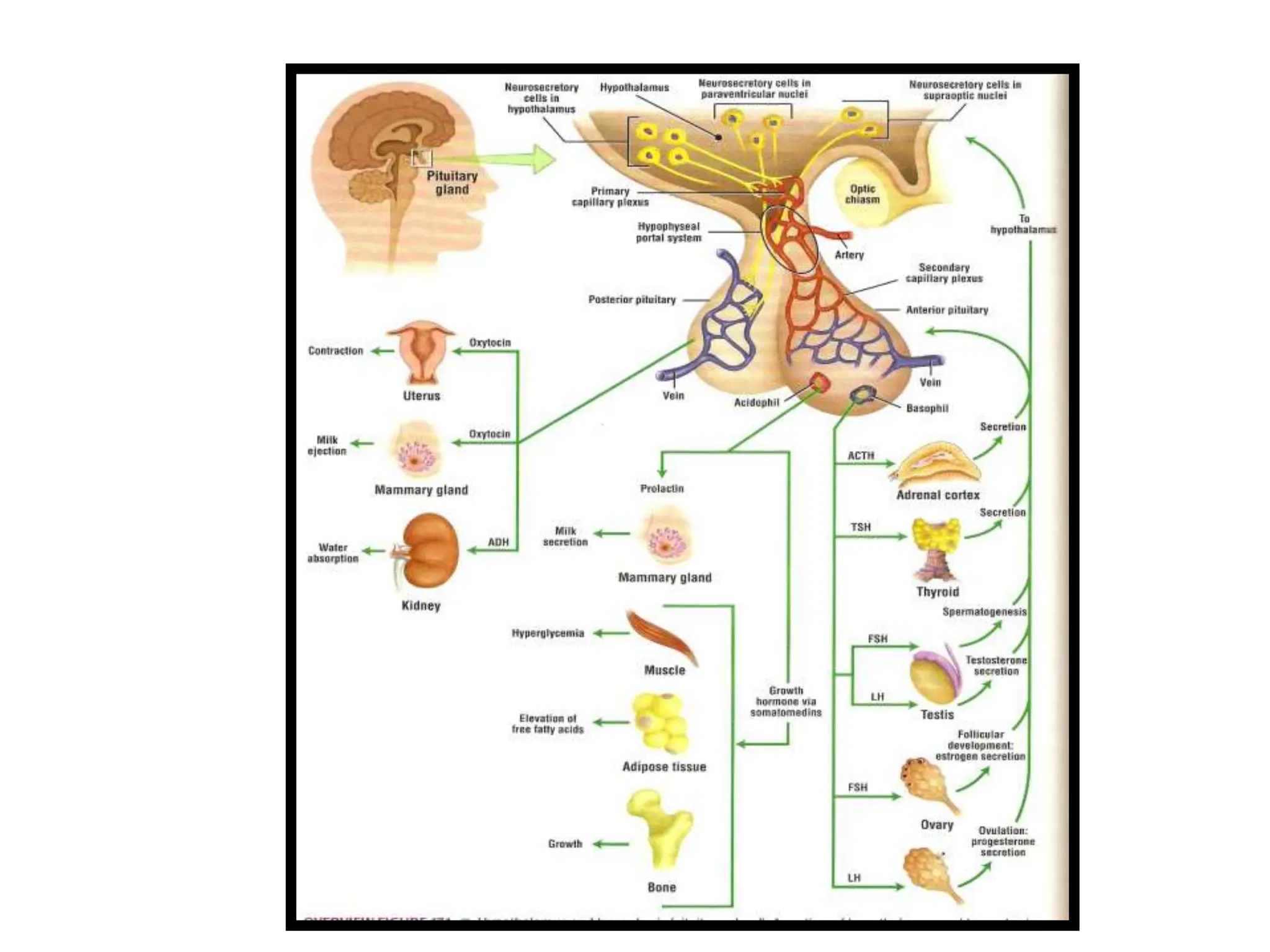 detailed Human Anatomy, various body part, detailed structure | PPTX