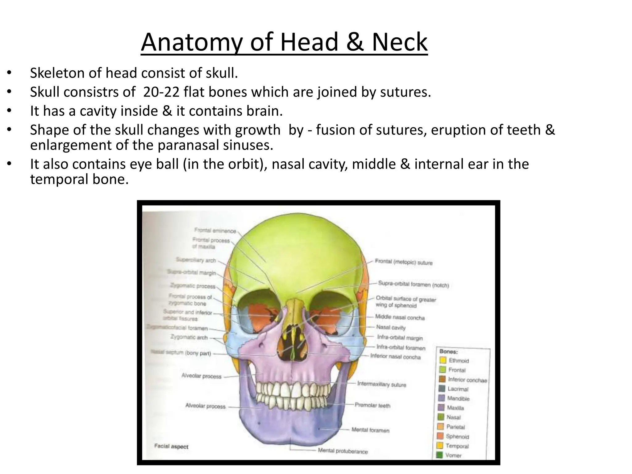 detailed Human Anatomy, various body part, detailed structure | PPTX