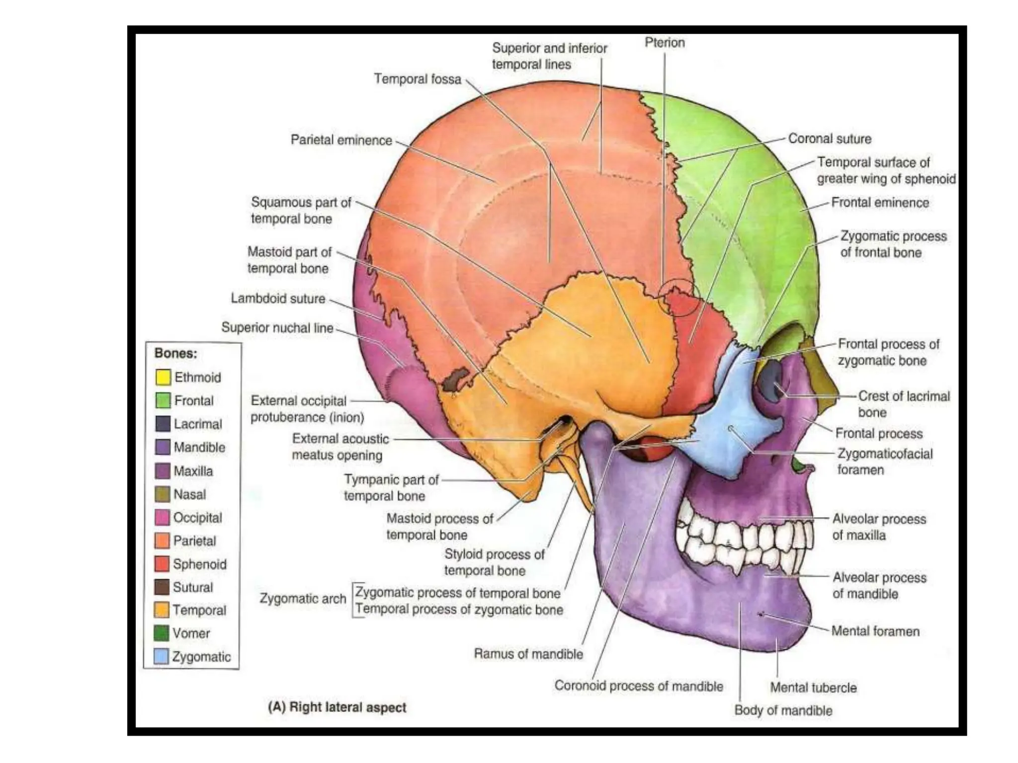 detailed Human Anatomy, various body part, detailed structure | PPTX