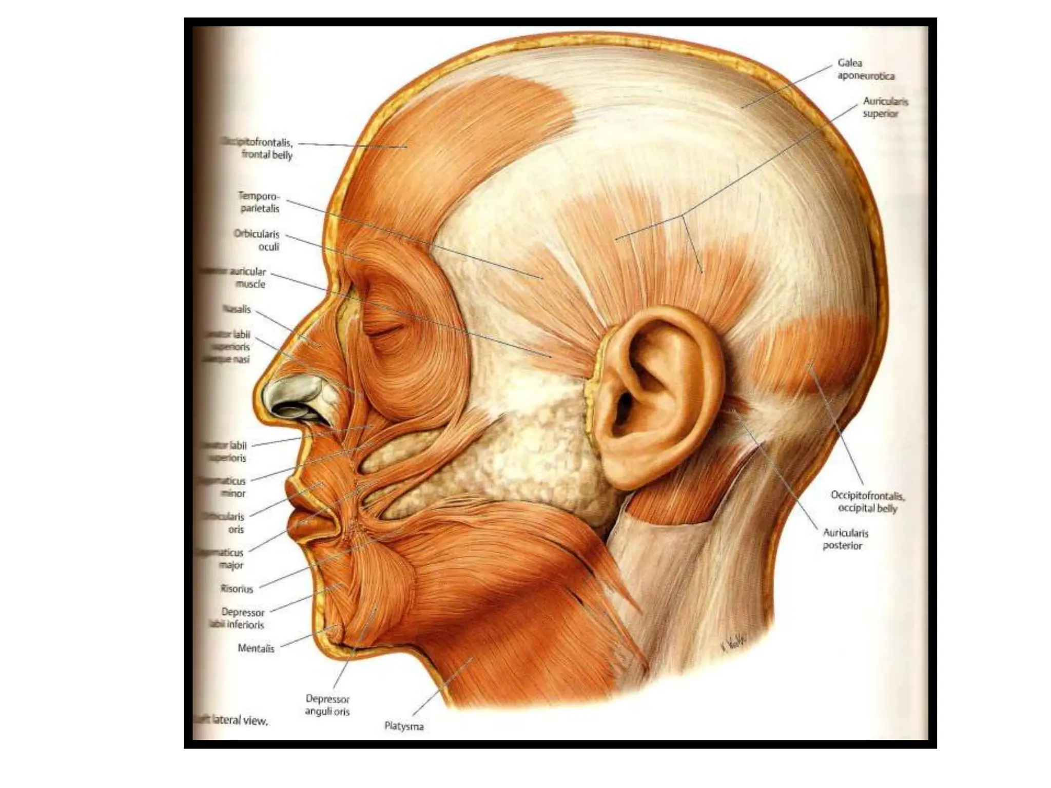 detailed Human Anatomy, various body part, detailed structure | PPTX